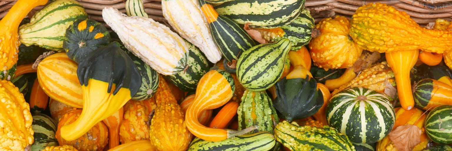 Artist Gallery – New Mexico Gourd Society